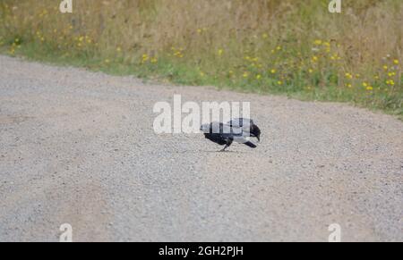 two crows (corvus, corvii) feeding from a gravel stone track in ...