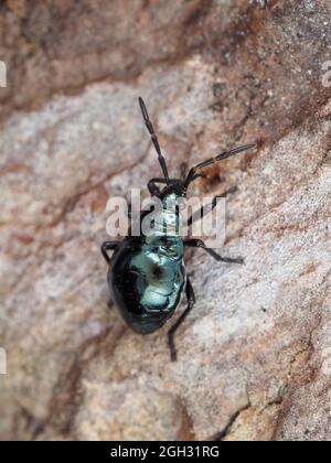 Bordered plant bug nymph (Largus sp Stock Photo - Alamy