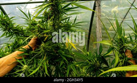 Marijuana cannabis tree with leaf, flowers and bud. Cultivation at ...