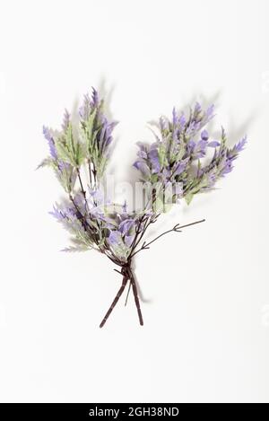 small plant shot in studio Stock Photo - Alamy