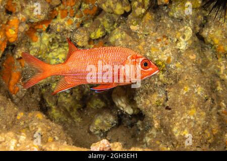 The bluestripe squirrelfish, Sargocentron tiere, is also referred to as ...