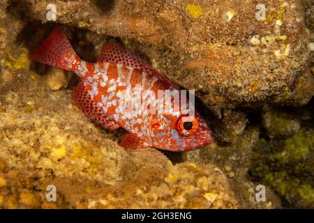 common bigeye, glasseye, or aweoweo, Heteropriacanthus cruentatus, in ...