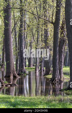 landscape - spring grove of trees flooded during high water Stock Photo ...
