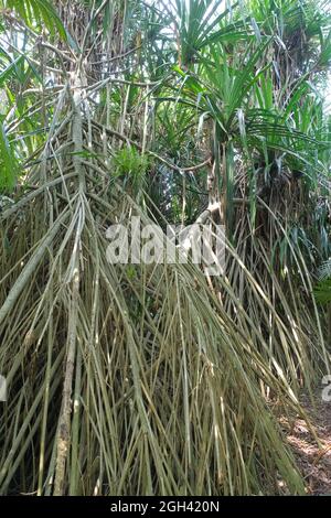 The tropical plant of Pandanus tectorius grow on the beach with blue ...