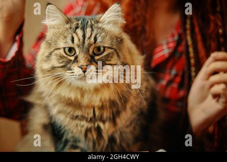Cute fluffy charming red-haired Pomeranian Spitz on the grass in the ...