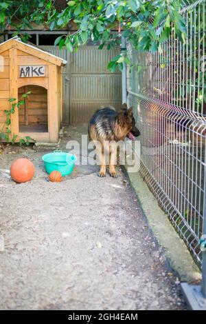 The German shepherd "Ajax" endures the summer heat in the shade under ...