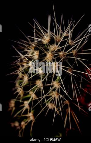 small decorative cacti with long colorful spikes on a dynamic colorful ...