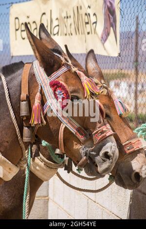 Close up of Spanish donkey Stock Photo - Alamy
