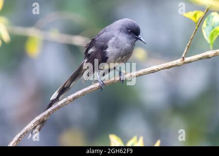 Long tailed sibia Stock Photo - Alamy