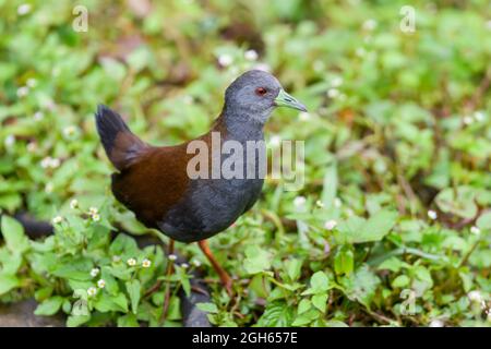 Black Tailed Crake Stock Photo - Alamy