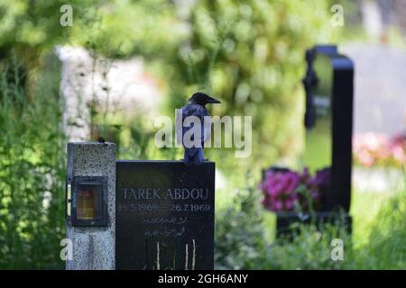 Vienna, Austria. Wildlife in Vienna-Vienna Central Cemetery. Roe Deer ...