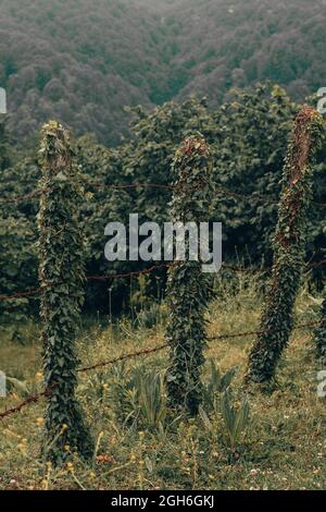 Vintage wooden fence with old style lanterns. outdoor lighting ...