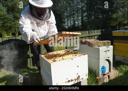 Stowmarket, Suffolk - 5 September 2021: Bee keeper at work maintaining ...