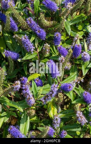 large Hebe bush in flower Stock Photo - Alamy