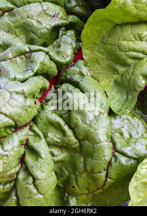 Fresh swiss chard top view Stock Photo - Alamy