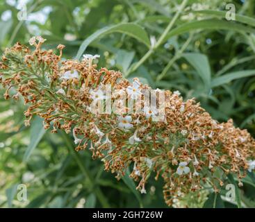 tachnid fly (Prosena siberita) feeding from white flowers of a buddleja ...