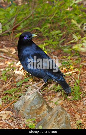 Bird, Satin Bowerbird male, Ptilonorhynchus violaceus, stunning shiny ...