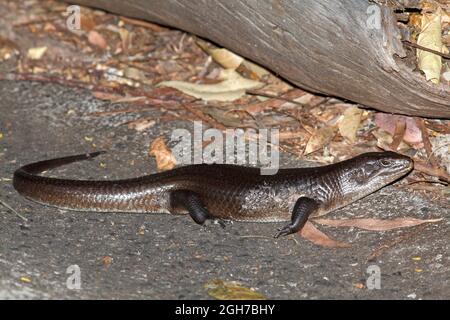 The land mullet (Bellatorias major) is one of the largest members of ...
