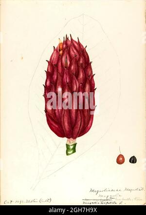 COMMON NAME Magnolia LATIN NAME Magnolia Stock Photo - Alamy