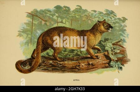 The jaguarundi (Herpailurus yagouaroundi, is a wild cat native to the ...