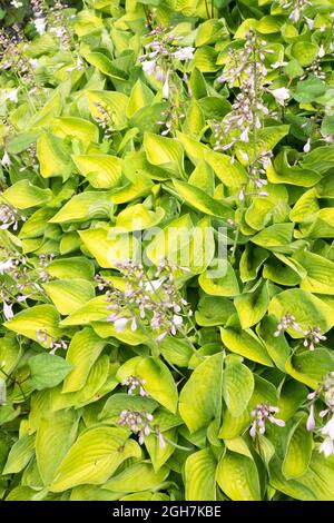 Hosta garden flowers Hosta 'Gold Edger' Stock Photo - Alamy