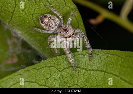 Small Male Jumping Spider of the Subtribe Dendryphantina Stock Photo ...