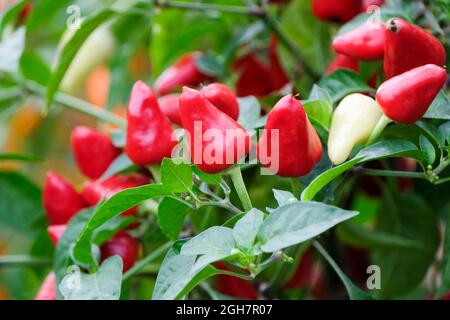 Capsicum annuum 'Firecracker'. Chilli pepper 'Firecracker'. Ripe chilli ...