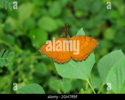 Angled Castor butterfly (Ariadne ariadne) on fern leaf photographed in ...
