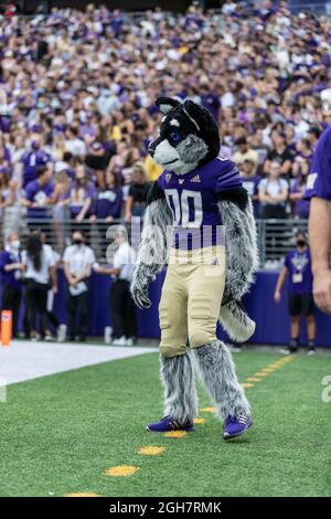 Washington Huskies mascot “Harry the Husky” along the sidelines in the ...