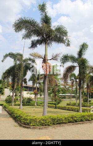 Areca nut trees, betel nut trees, areca palm, Port Blair, Andaman and ...