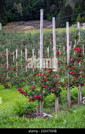 Apple trees in an orchard in Loen, Norway, Europe Stock Photo - Alamy