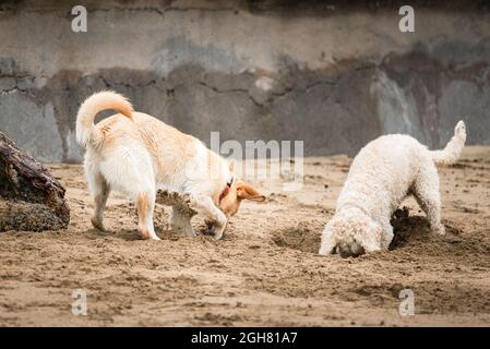 Two dogs digging in the sand on the beach at dusk Stock Photo - Alamy
