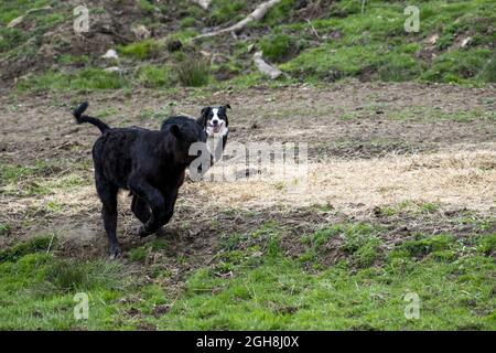 Australian Shepherd dog running around while directing the farm animals ...