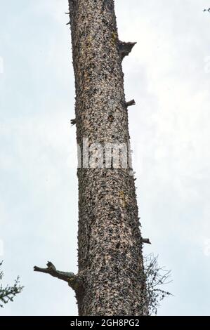 A vertical shot of a tree log on the shore of Moraine Lake in Alberta ...