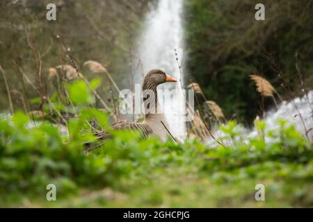 Beautiful goose in high grass in front of water fountain Stock Photo ...