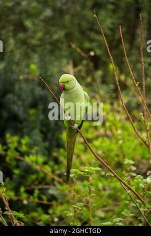 Feeding the ring-neck parakeets in St James's Park is very popular, in ...