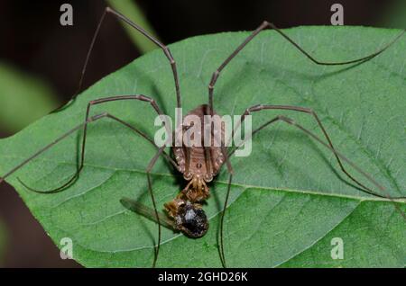 Harvestman (order Opiliones) feeding on a wasp. Photographed in the ...