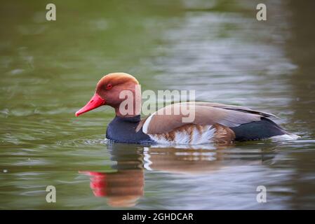 Duck. Red crested Pochard. Colorful nature habitat background. Common ...