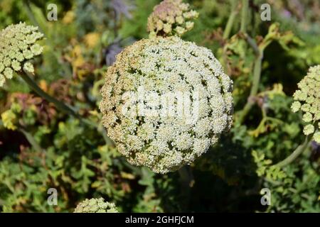 Sea Carrot, Daucus gingidium, Daucus carota subsp. drepanensis ...