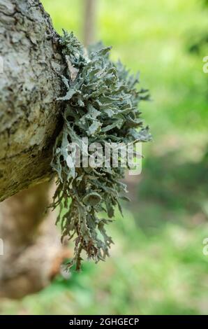 lichen growing on wood Stock Photo - Alamy
