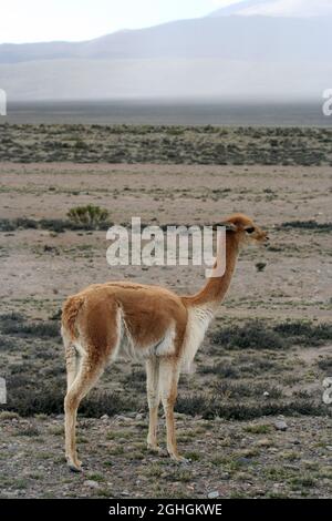 Vicuña (Vicugna vicugna), a wild South American camelid that is the ...