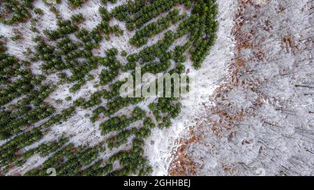 Aerial view of a half green half snowy forest Stock Photo - Alamy
