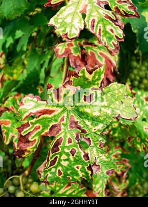 Vine leaves affected Petri disease or Esca disease. The grapevine leaf ...