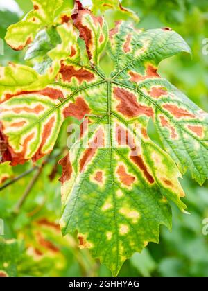 Vine leaves affected Petri disease or Esca disease. The grapevine leaf ...
