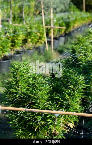Outdoor growing hemp plant. Cannabis at the beginning of flowering ...