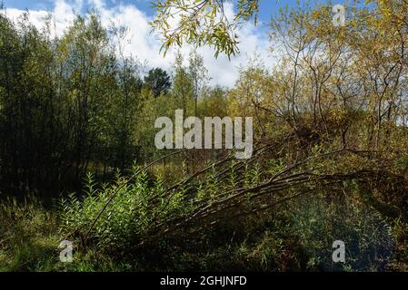 Young willow shoots grow from the trunks of broken and fallen willow ...