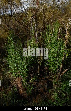 Young willow shoots grow from the trunks of broken and fallen willow ...