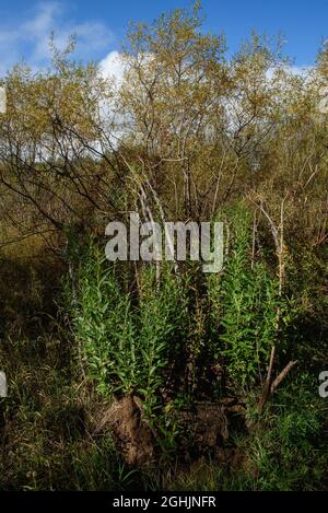 green shoots growing from a willow tree branch Stock Photo - Alamy