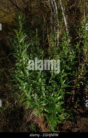 Young willow shoots grow from the trunks of broken and fallen willow ...