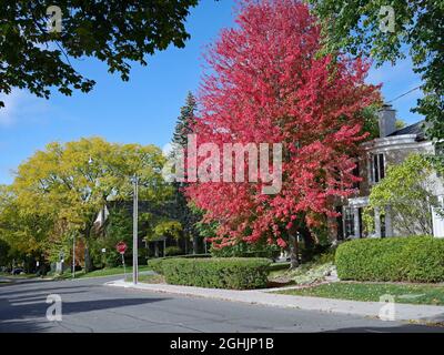 Residential neighborhood with maple tree turning red in fall Stock ...